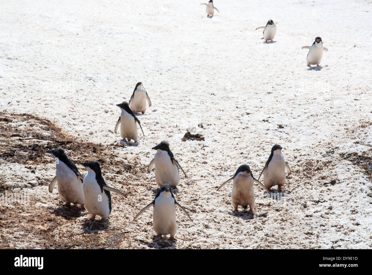 Adelie Penguins, Pygoscelis adeliae at Madder Cliffs, Suspiros Bay, at ...
