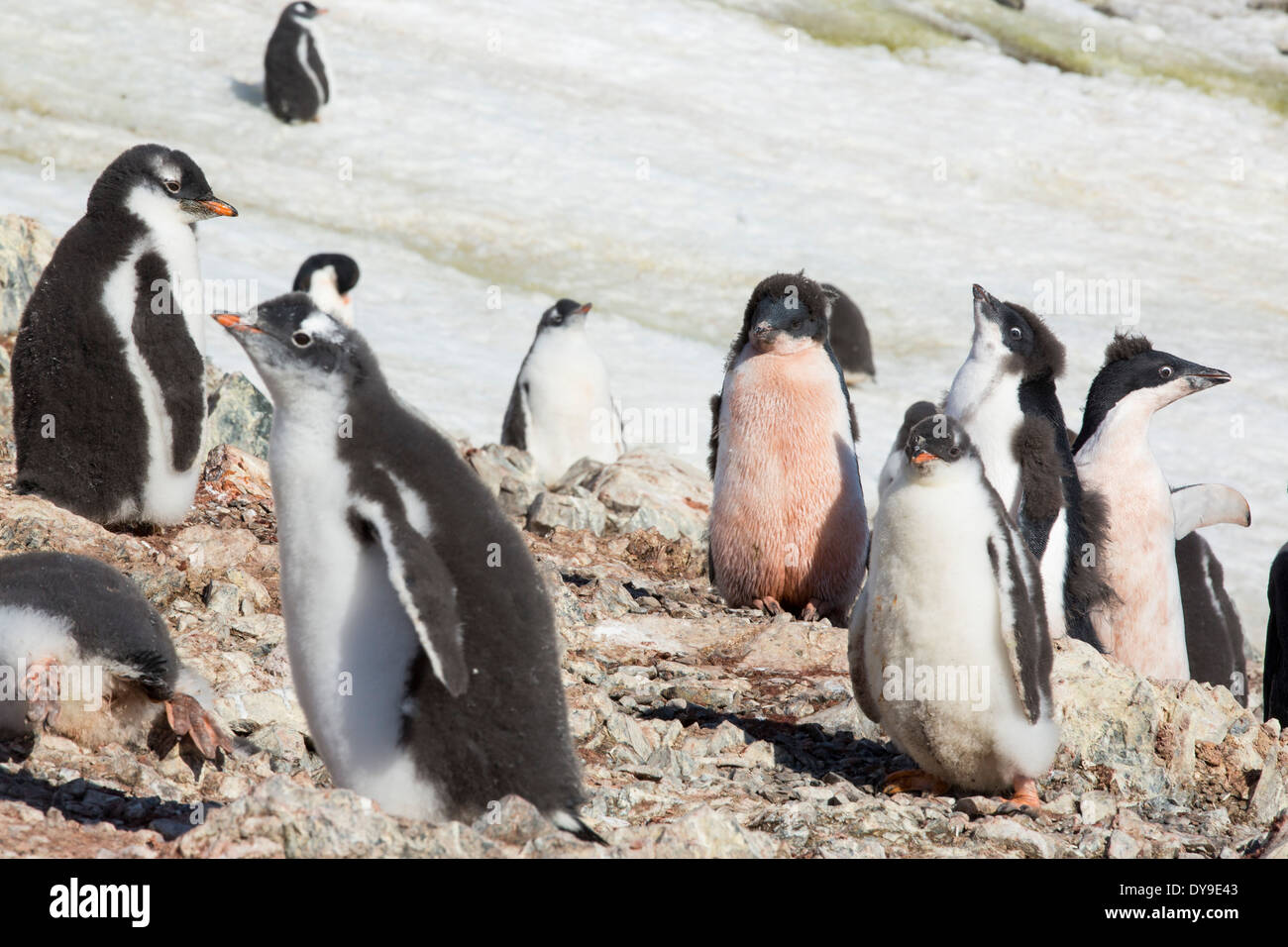 Gentoo Penguin; Pygoscelis papua, chicks at Madder cliffs, Suspiros Bay ...