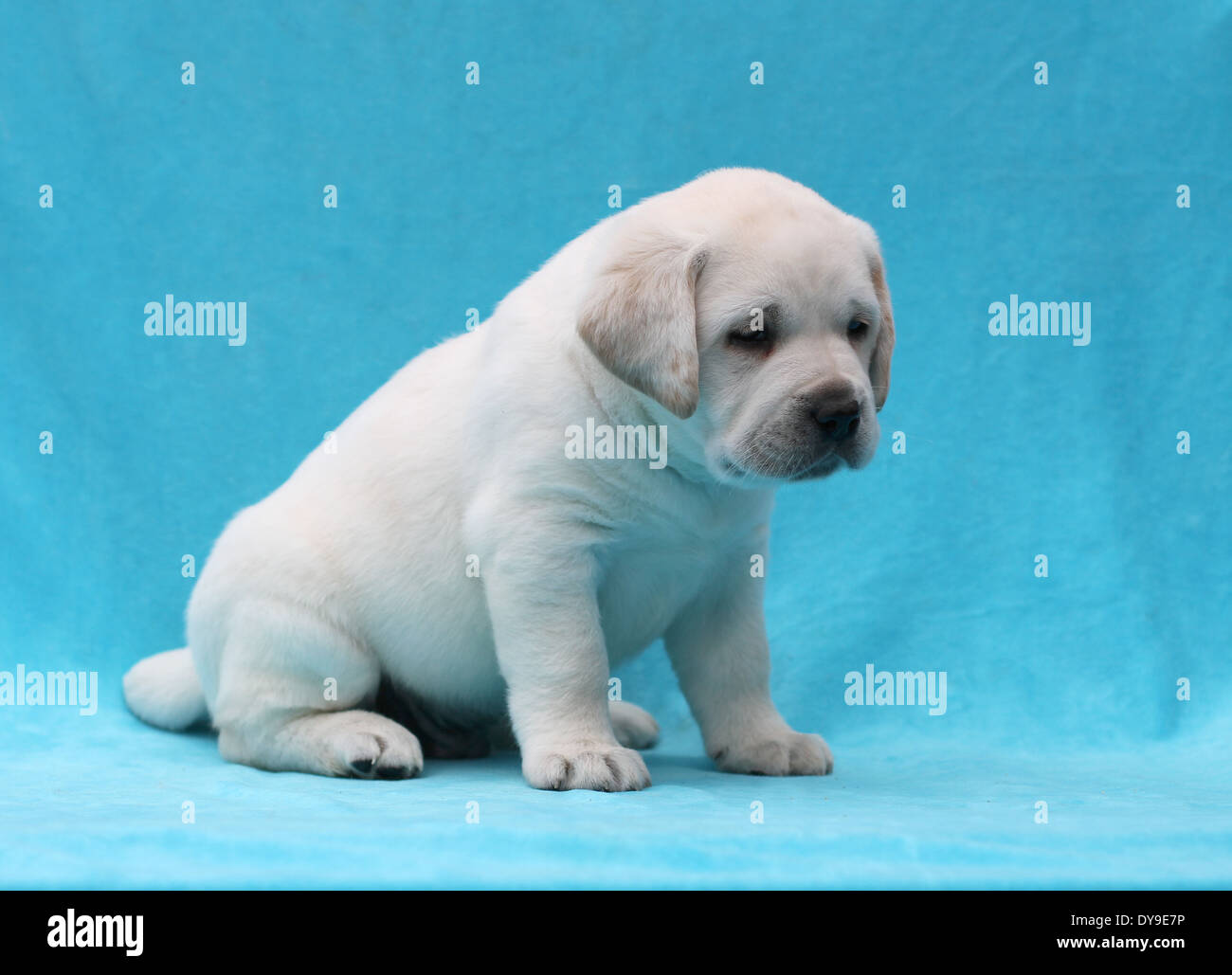 happy yellow labrador puppy laying on blue background Stock Photo - Alamy