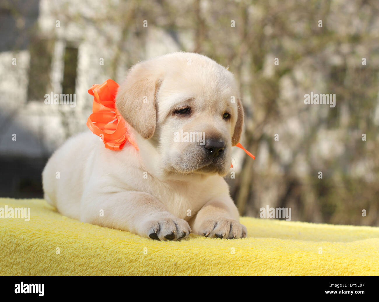 happy yellow labrador puppy on the yellow background Stock Photo - Alamy