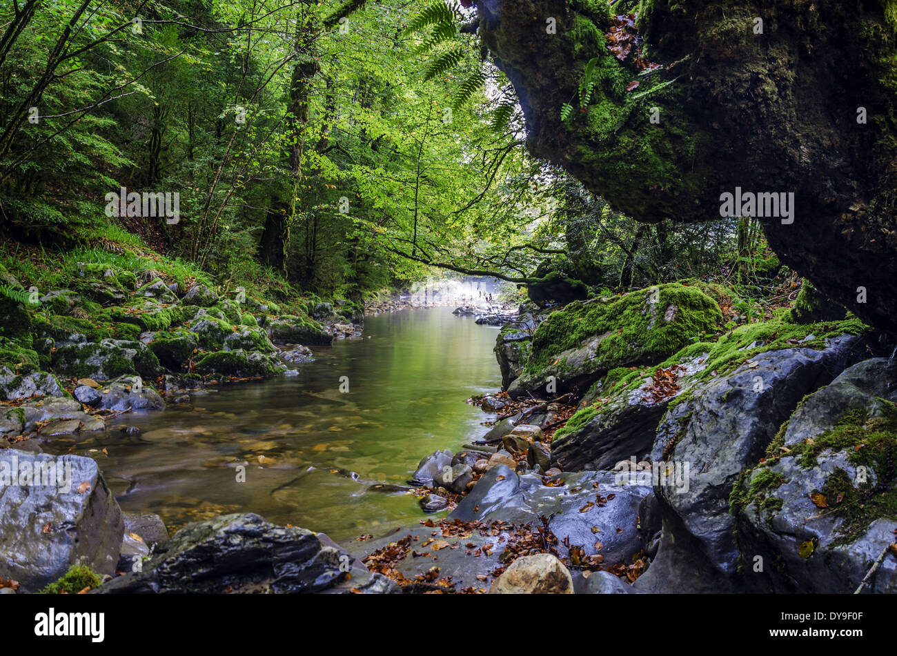 Stream in the forest Stock Photo - Alamy