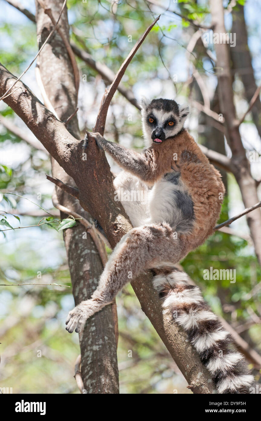Ring-tailed lemur (Lemur catta) at the Anja Community Reserve ...