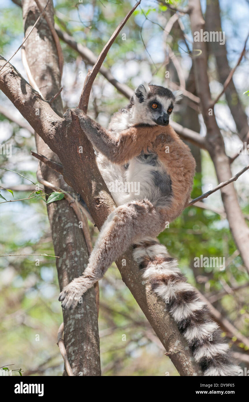 Ring-tailed lemur (Lemur catta) at the Anja Community Reserve ...