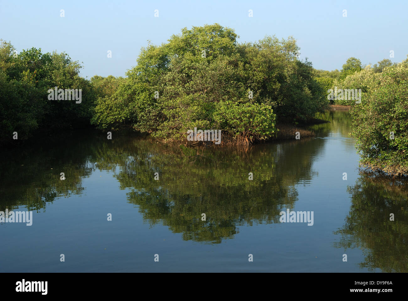 India Mangrove Forest High Resolution Stock Photography and Images - Alamy