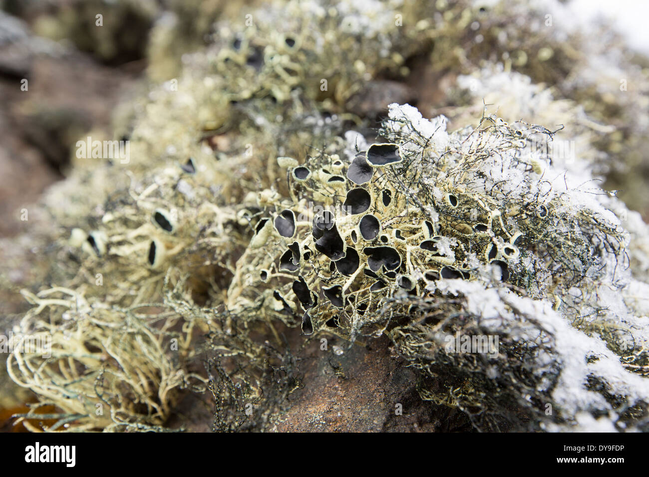 Lichen Antarctica Stock Photos & Lichen Antarctica Stock Images - Alamy