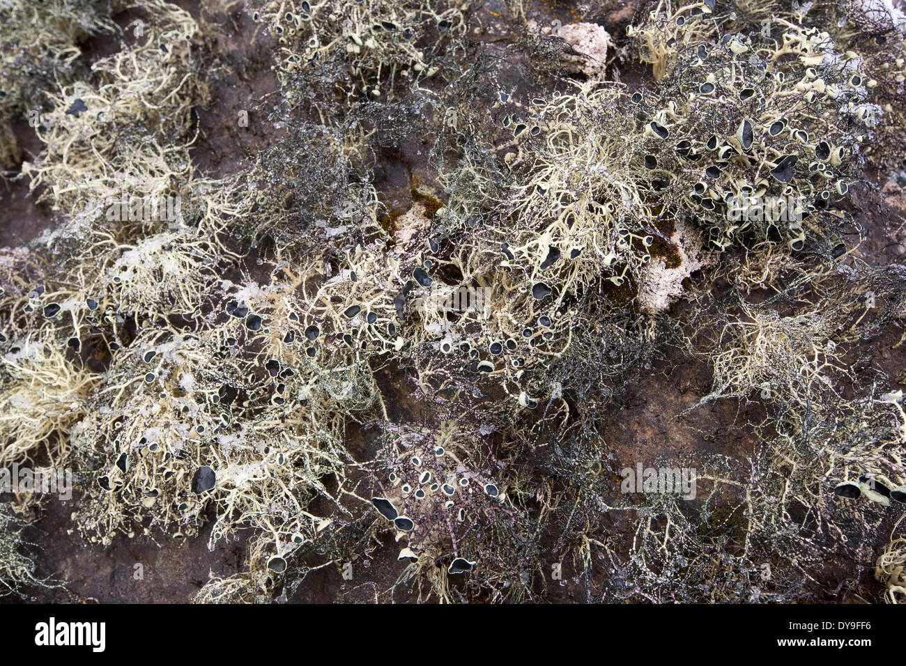 Lichen Antarctica Stock Photos & Lichen Antarctica Stock Images - Alamy
