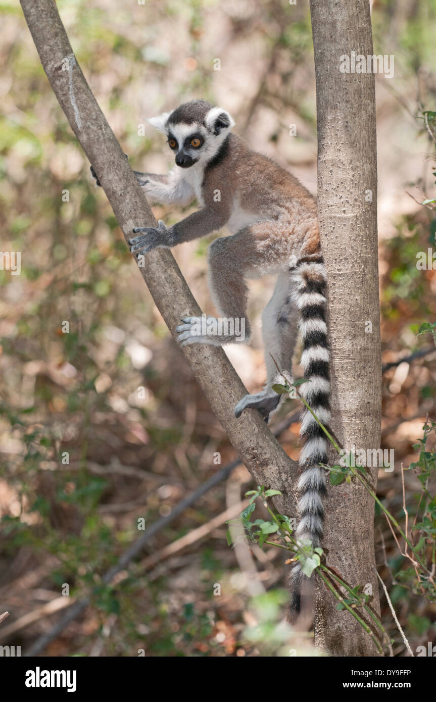 Ring-tailed lemur (Lemur catta) at the Anja Community Reserve ...