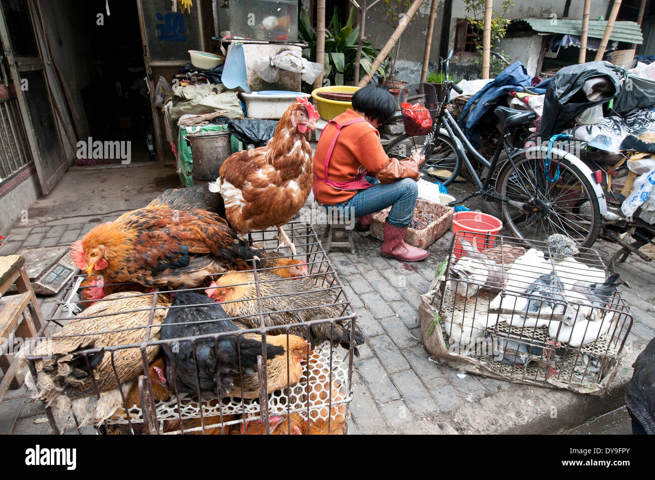 Chinese family selling chickens and pigeons on street market, Old Town ...