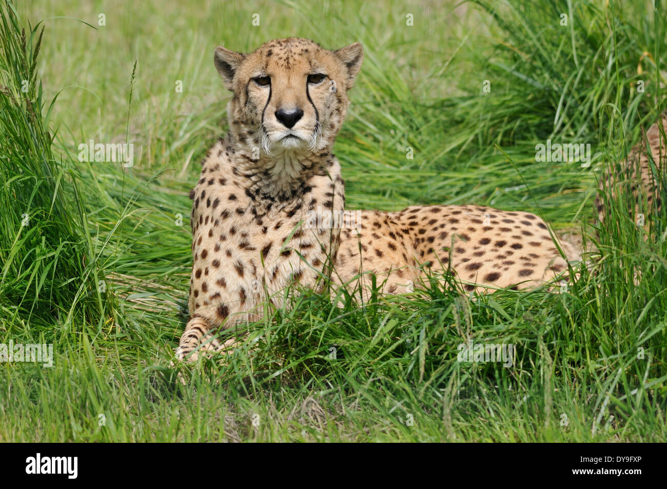 Southern Cheetah at the "Parc des Felins Stock Photo - Alamy