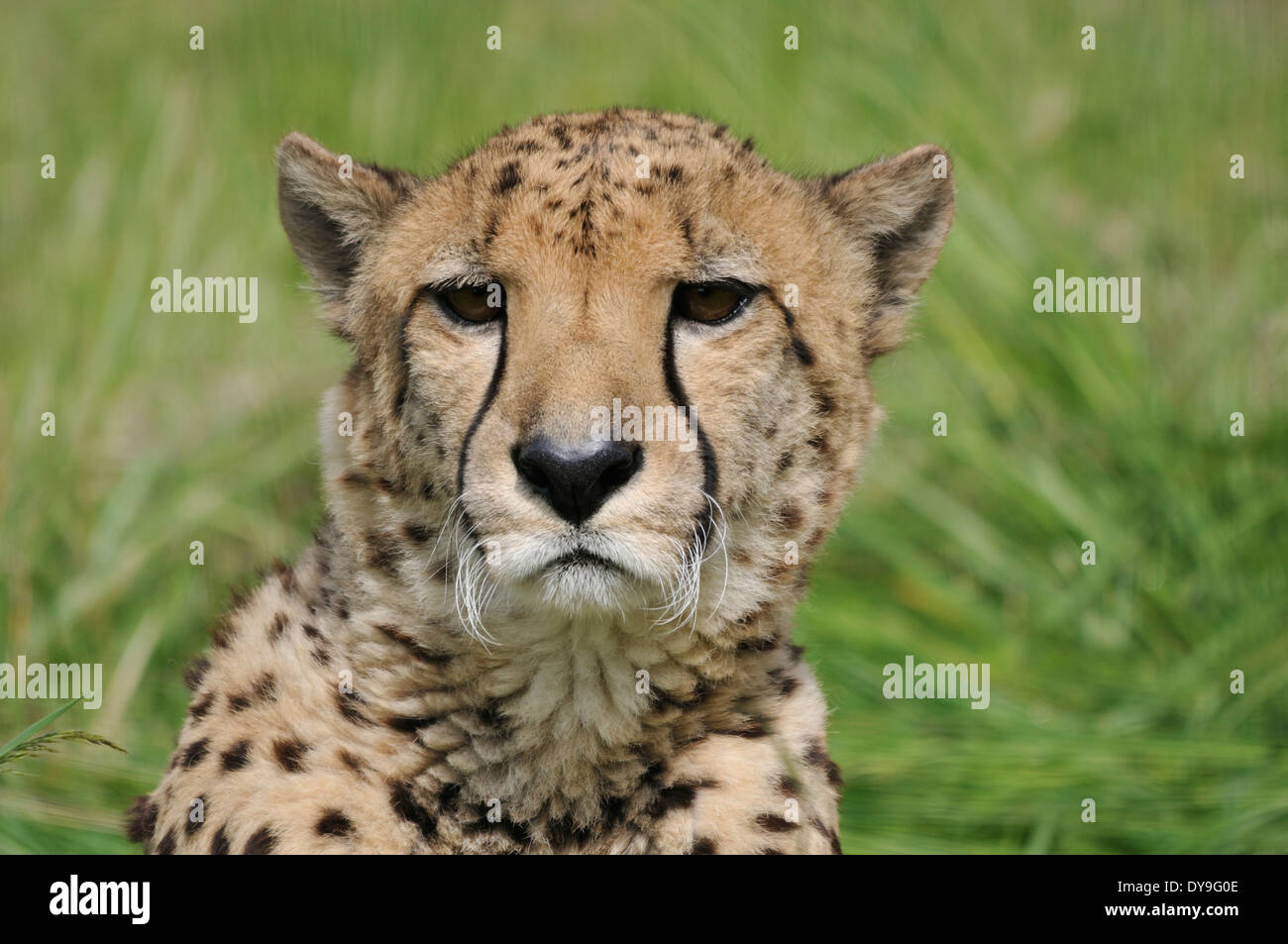 Southern Cheetah at the "Parc des Felins Stock Photo - Alamy