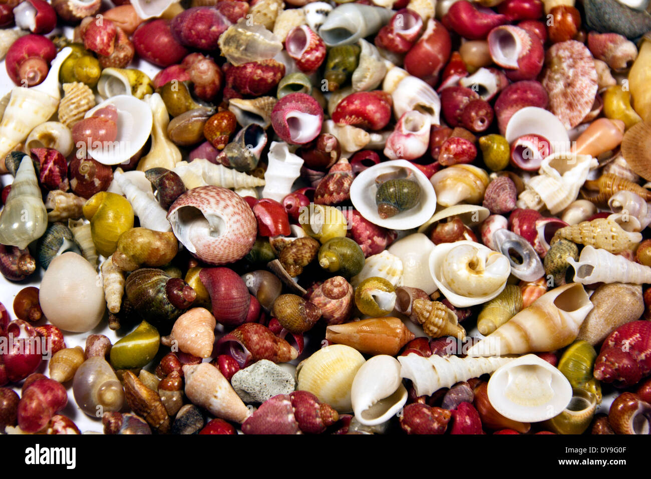 Periwinkle sea shell seashell hi-res stock photography and images - Alamy