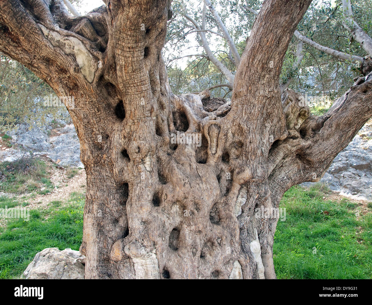 World olive tree day hi-res stock photography and images - Alamy