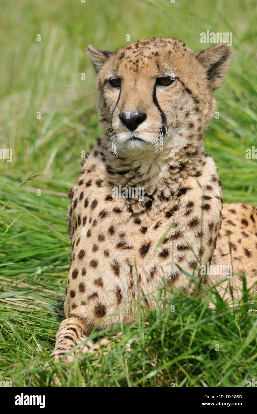 Southern Cheetah at the "Parc des Felins Stock Photo - Alamy