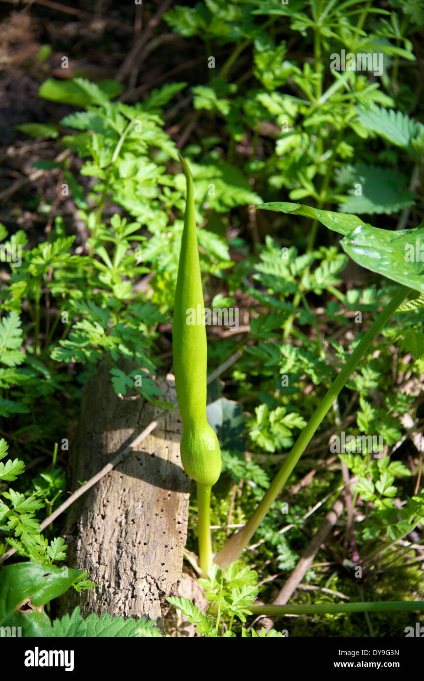 Adam root hi-res stock photography and images - Alamy