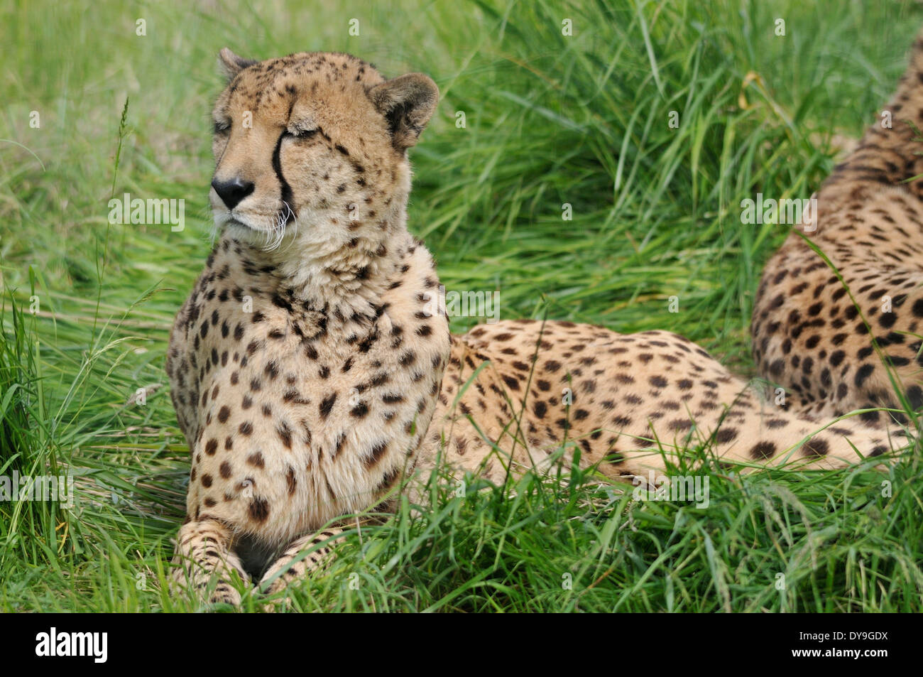 Southern Cheetah at the "Parc des Felins Stock Photo - Alamy