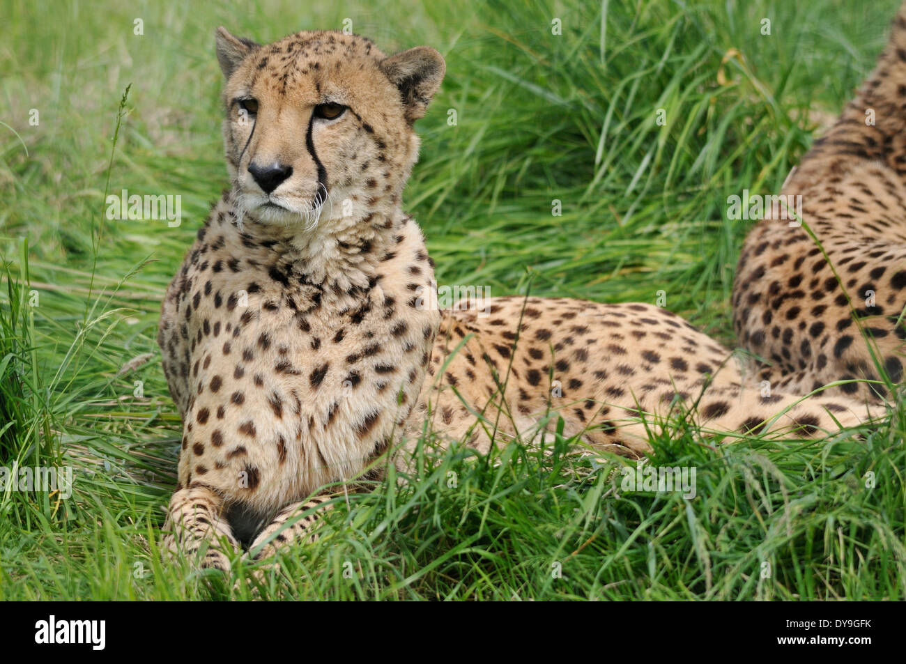 Southern Cheetah at the "Parc des Felins Stock Photo - Alamy