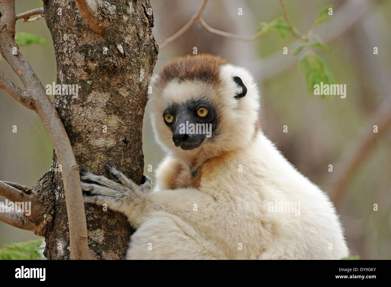 Verreaux's sifaka (Propithecus verreauxi Stock Photo - Alamy
