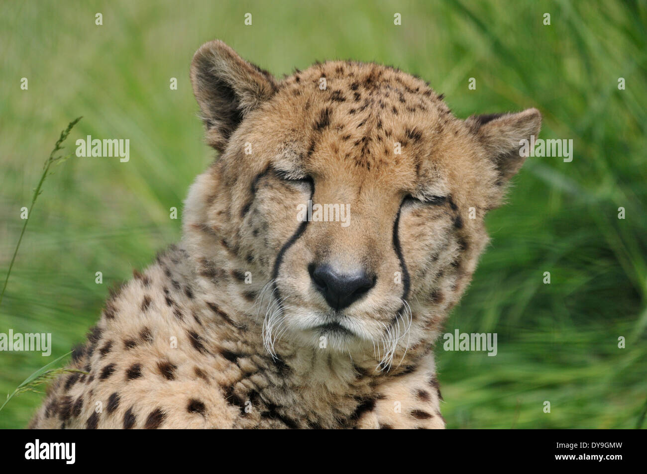 Southern Cheetah at the "Parc des Felins Stock Photo - Alamy