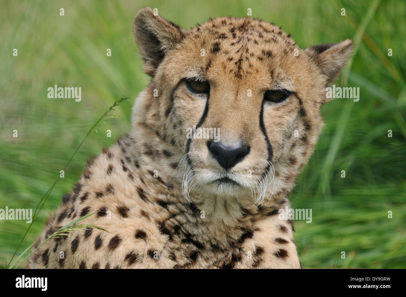 Southern Cheetah at the "Parc des Felins Stock Photo - Alamy