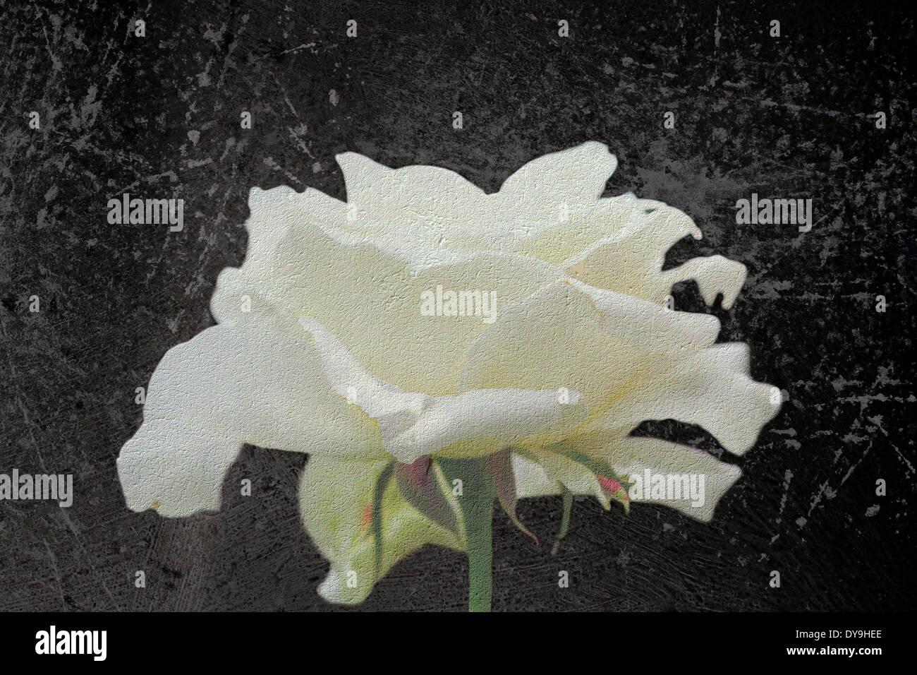 abstract view of white rose with distressed layers over it Stock Photo ...