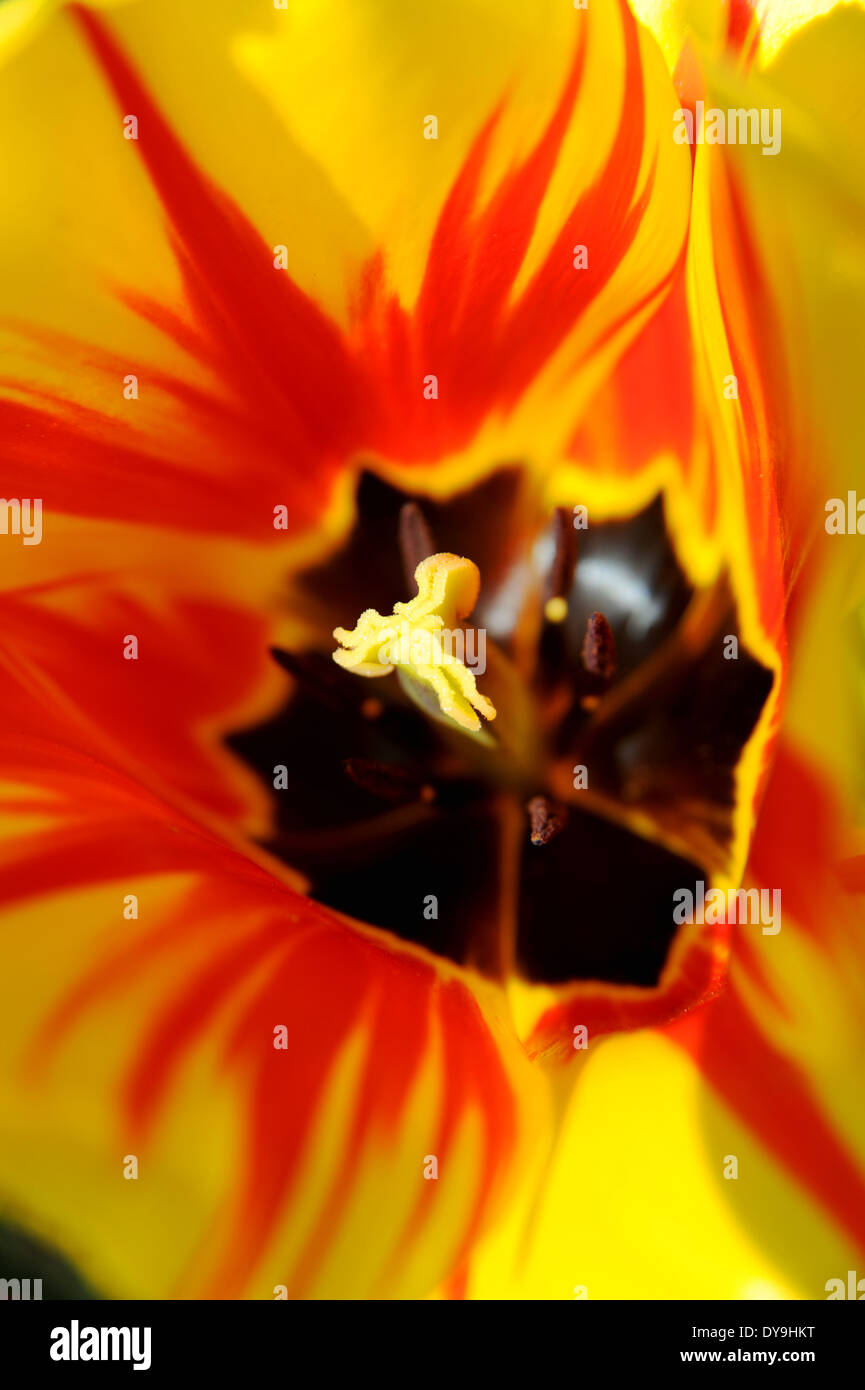 Red and gold flowers hi-res stock photography and images - Alamy