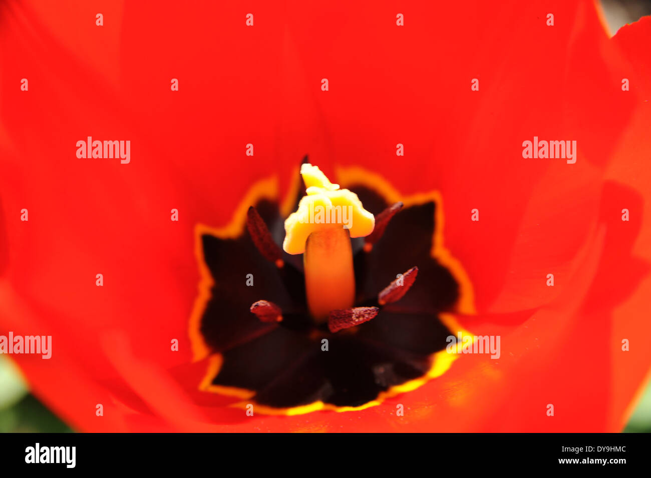 Inside red Tulip flower head spring flowers Stock Photo - Alamy