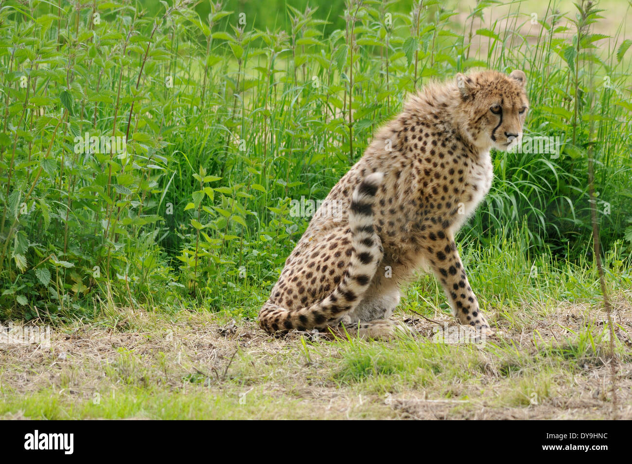Southern cheetah at "Parc des Felins Stock Photo - Alamy
