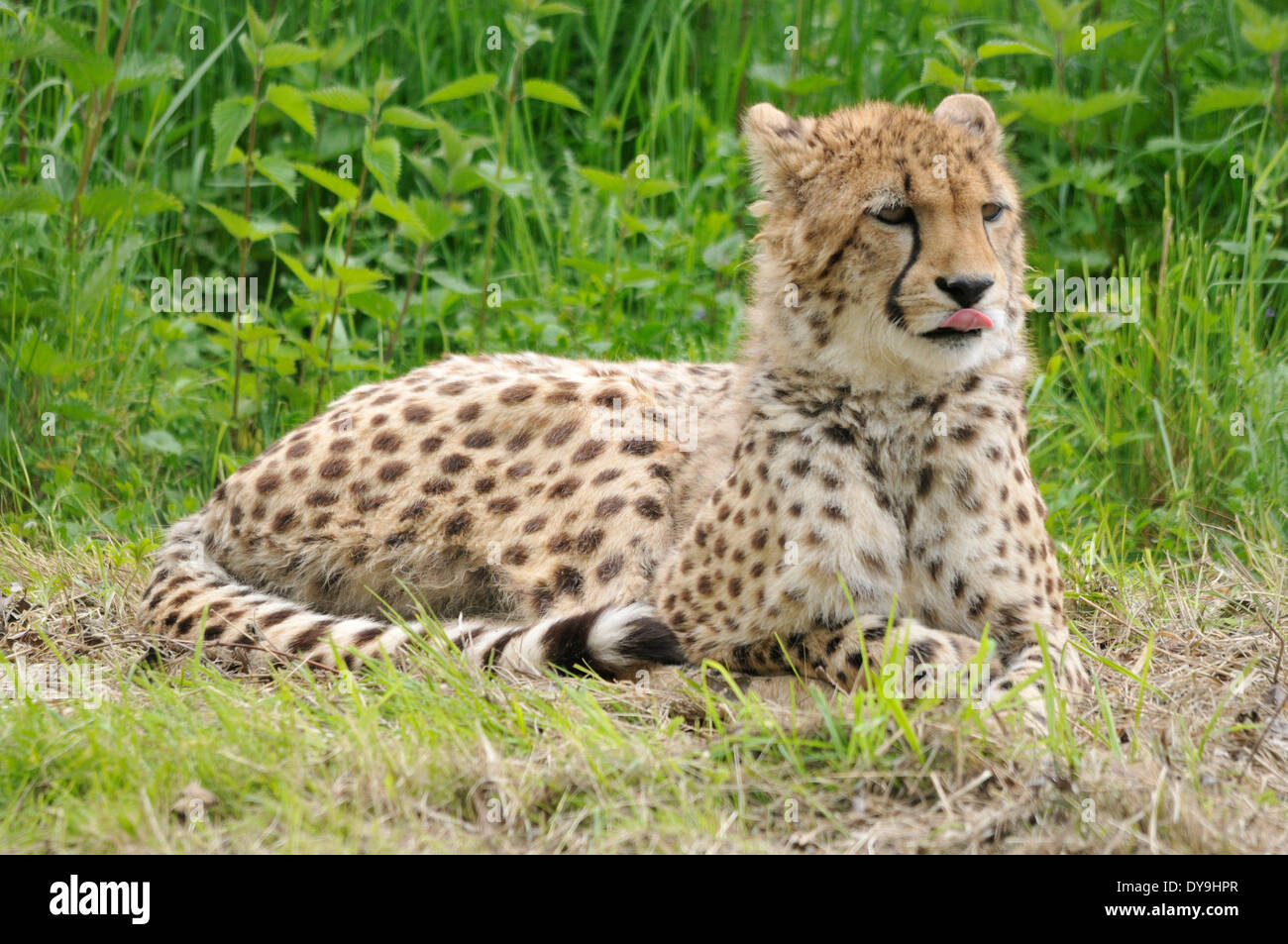 Southern cheetah at "Parc des Felins Stock Photo - Alamy
