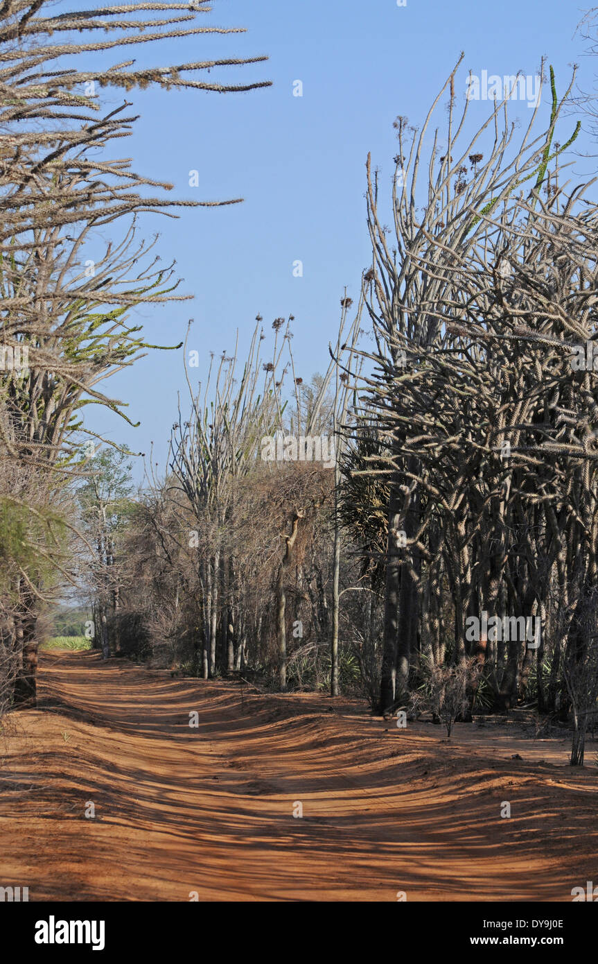 Madagascan spiny forest, near Berenty, southern Madagascar Stock Photo ...