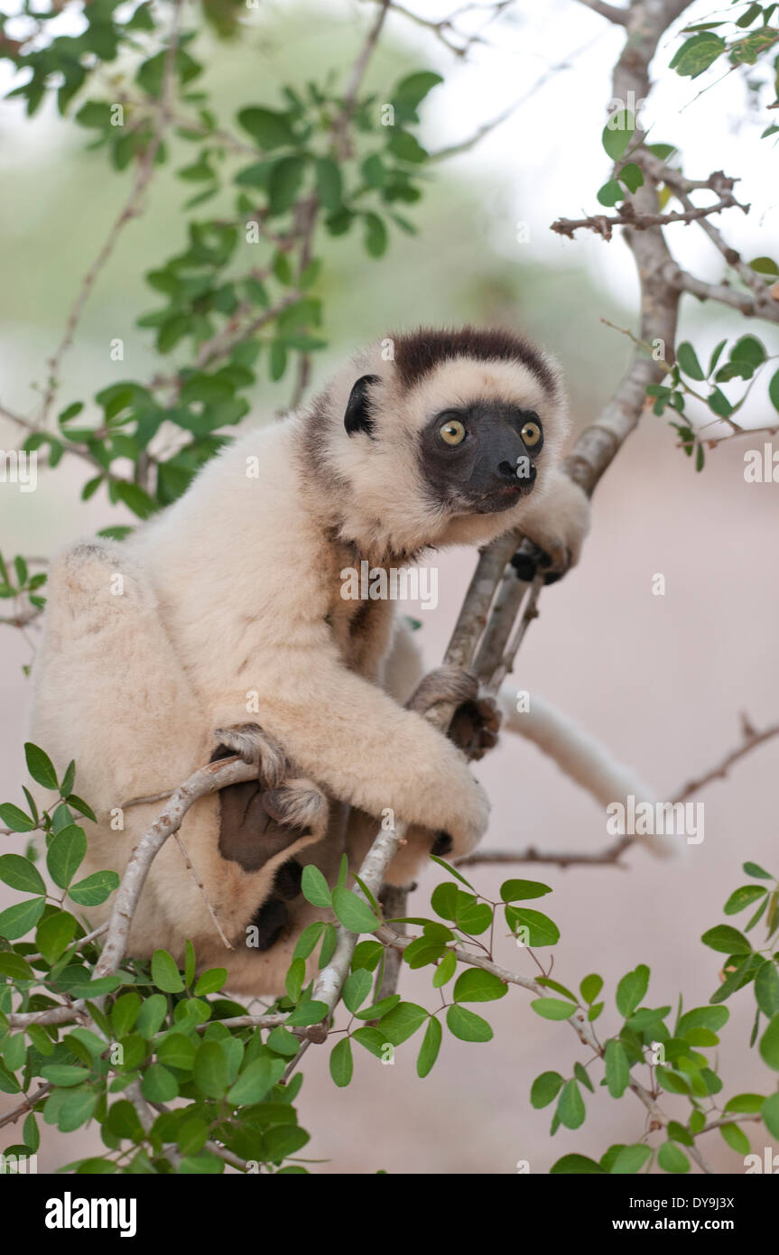 Verreaux's sifaka (Propithecus verreauxi) sitting in a tree Stock Photo ...