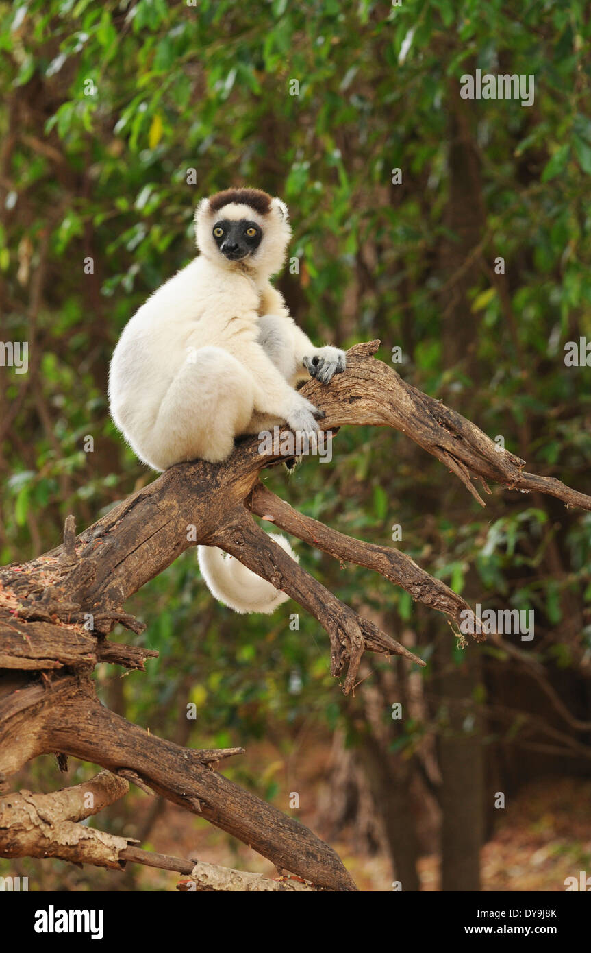 Verreaux's sifaka (Propithecus verreauxi) sitting on a dead tree Stock ...