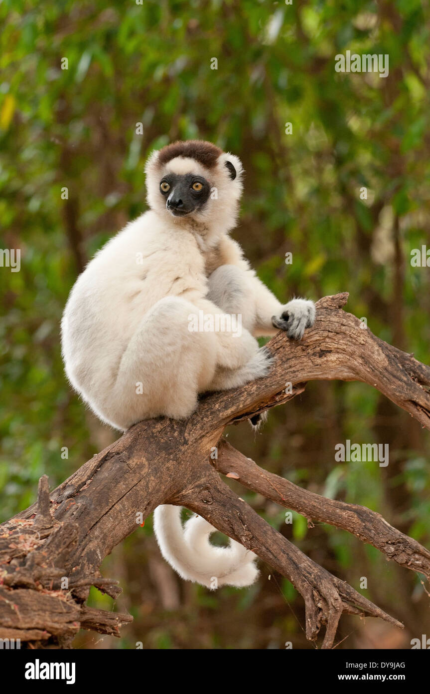 Verreaux's sifaka (Propithecus verreauxi) sitting on a dead tree Stock ...