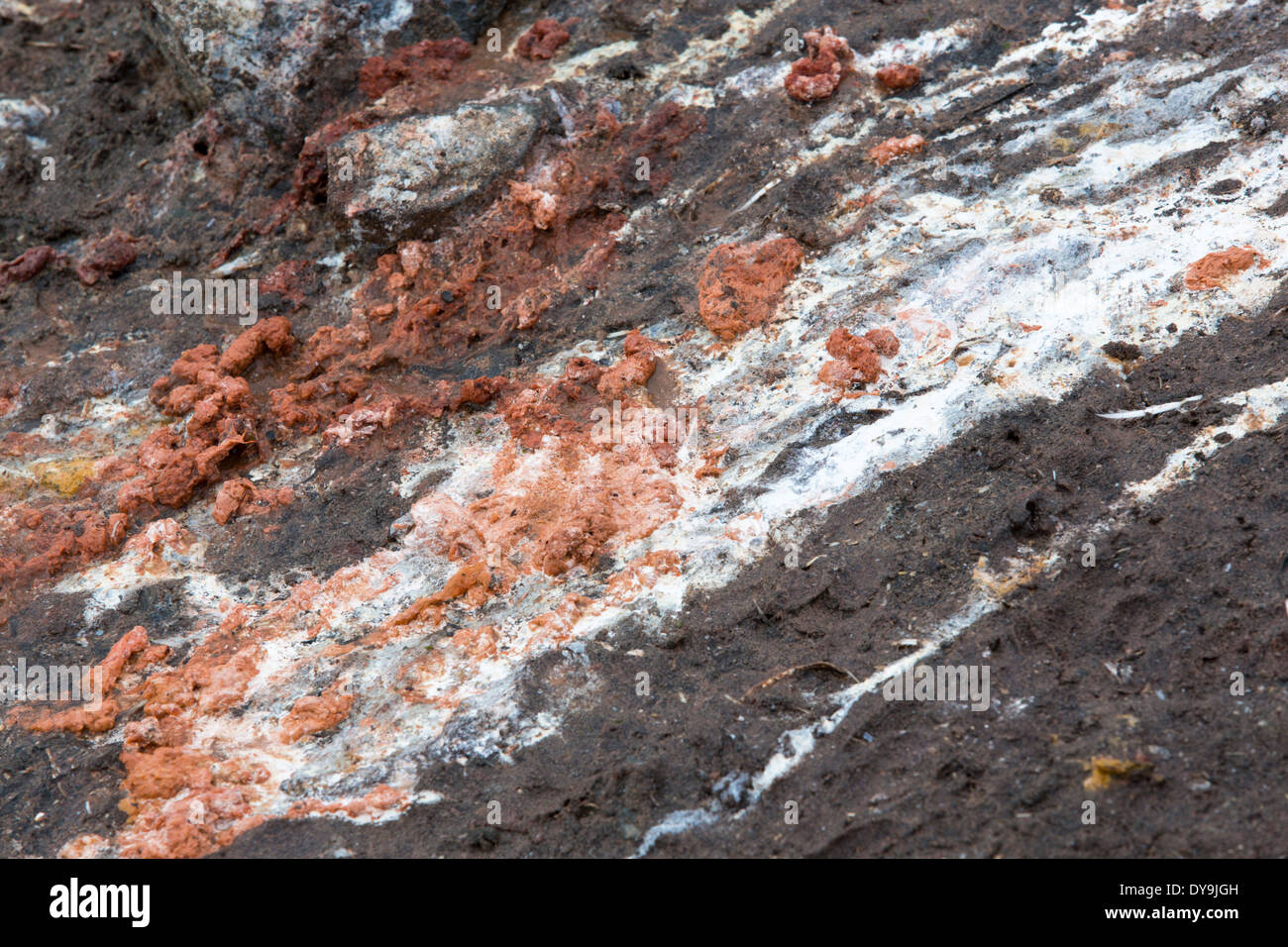 Gentoo Penguin guano which is pink from all the krill they have eaten ...