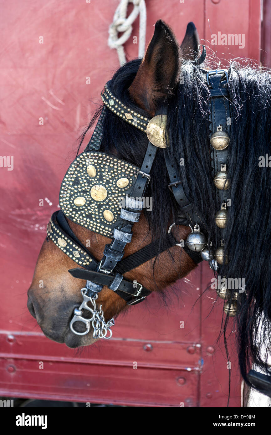 Mule head hi-res stock photography and images - Alamy