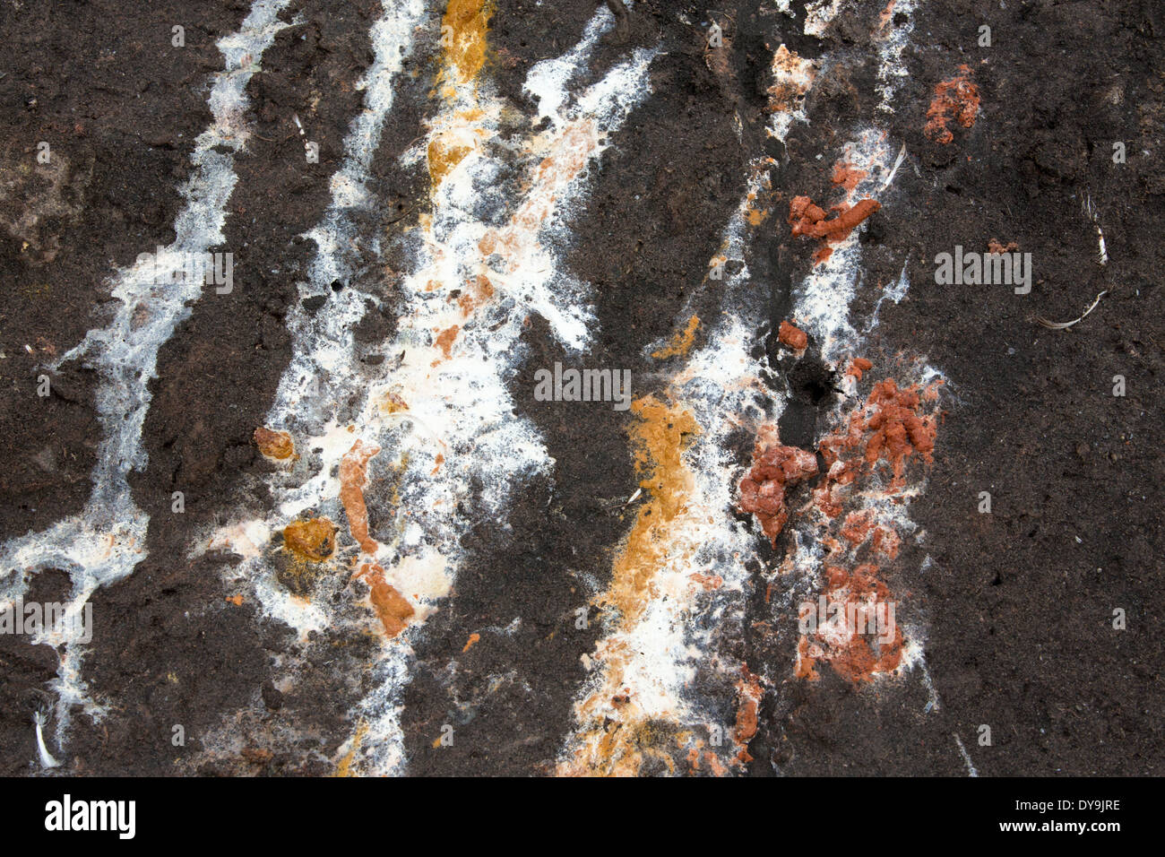 Gentoo Penguin guano which is pink from all the krill they have eaten ...