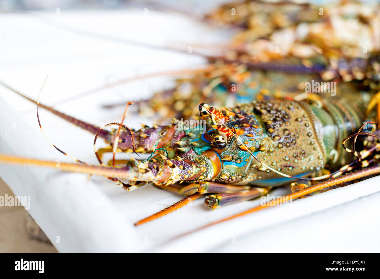 Lobster fish hi-res stock photography and images - Alamy