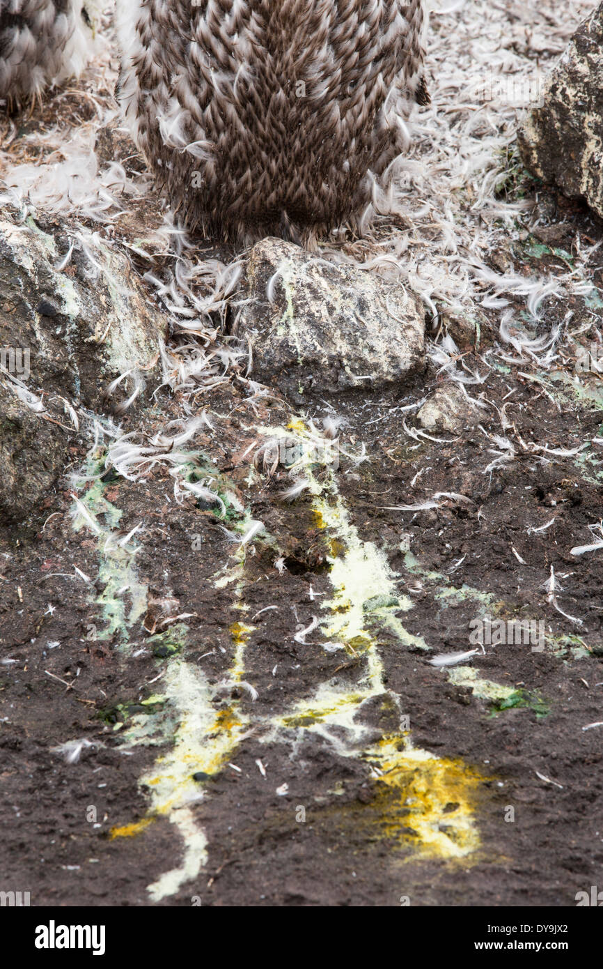 A Gentoo Penguin moulting at Hannah Point on Livingston Island in the ... A Gentoo Penguin moulting at Hannah Point on Livingston Island in the ...