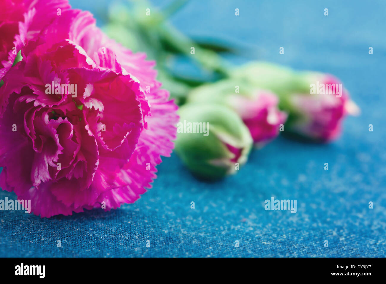 Fuchsia color carnation flowers in a metal can on demin blue background ...