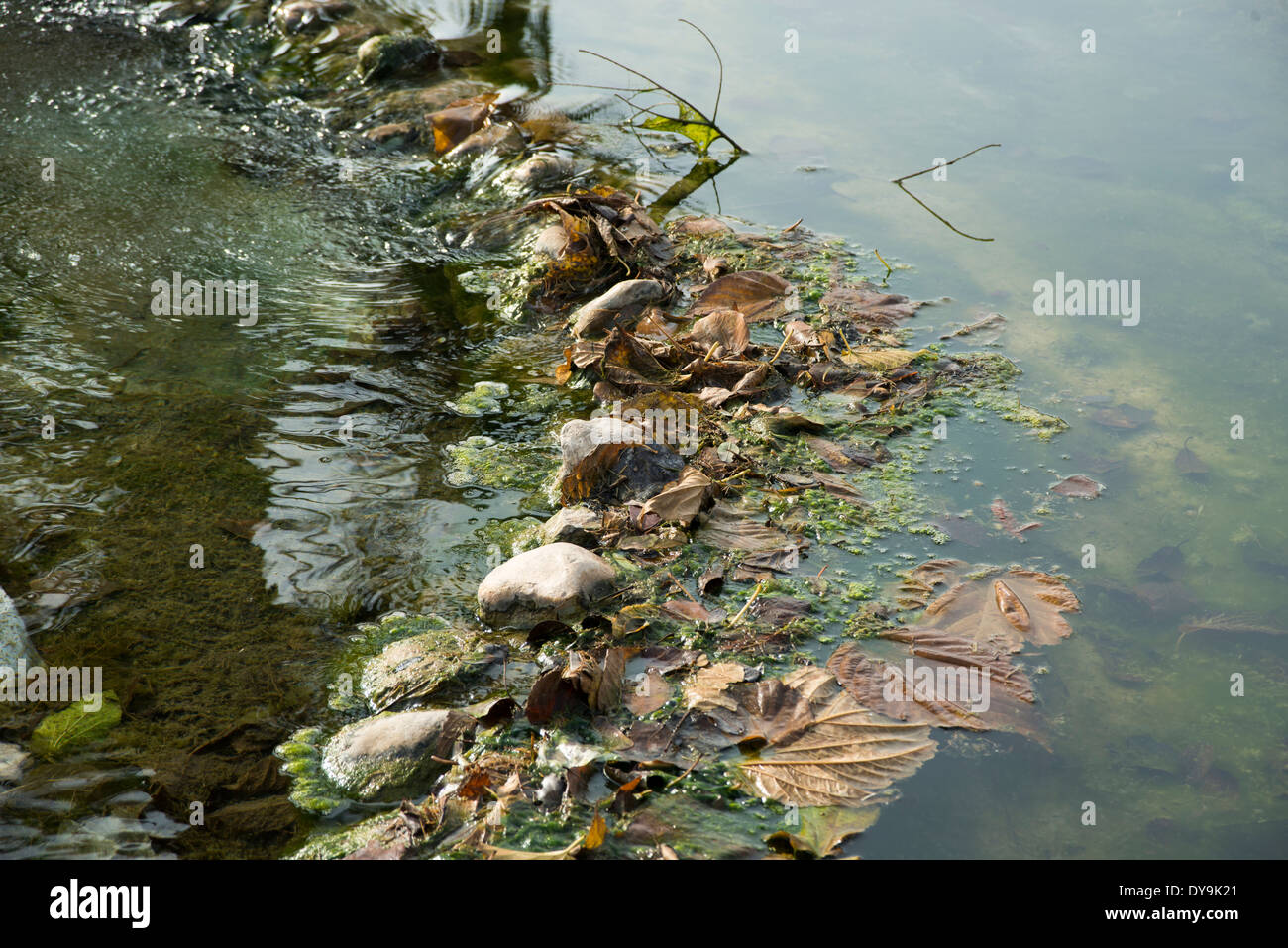 stream of water with floating leaves at sunset Stock Photo - Alamy