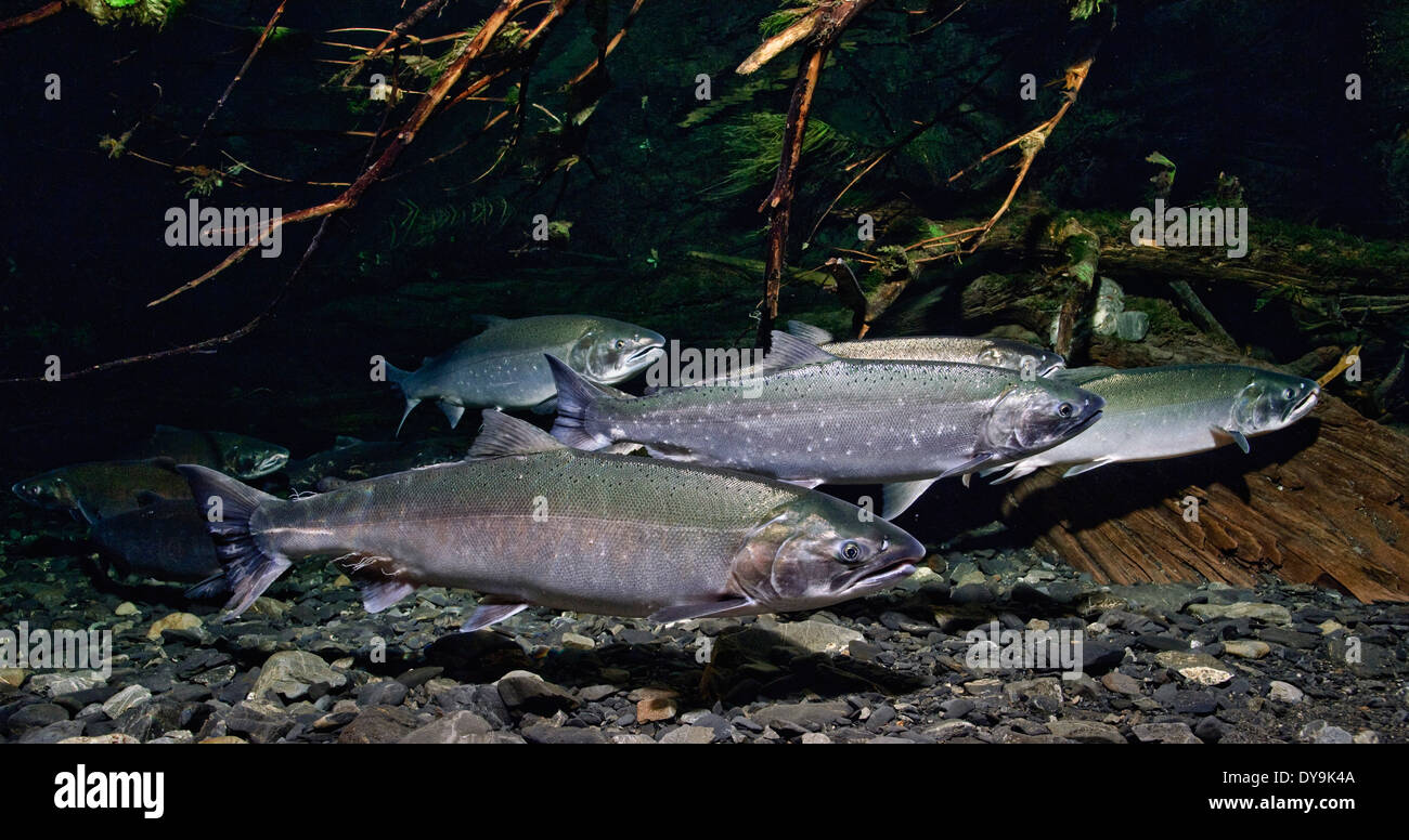 Freshwater lice hi-res stock photography and images - Alamy