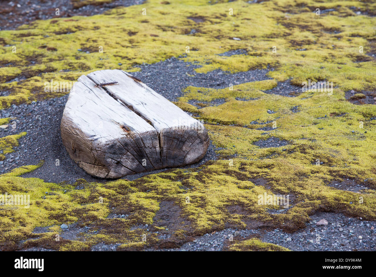 Antarctic Moss High Resolution Stock Photography and Images - Alamy