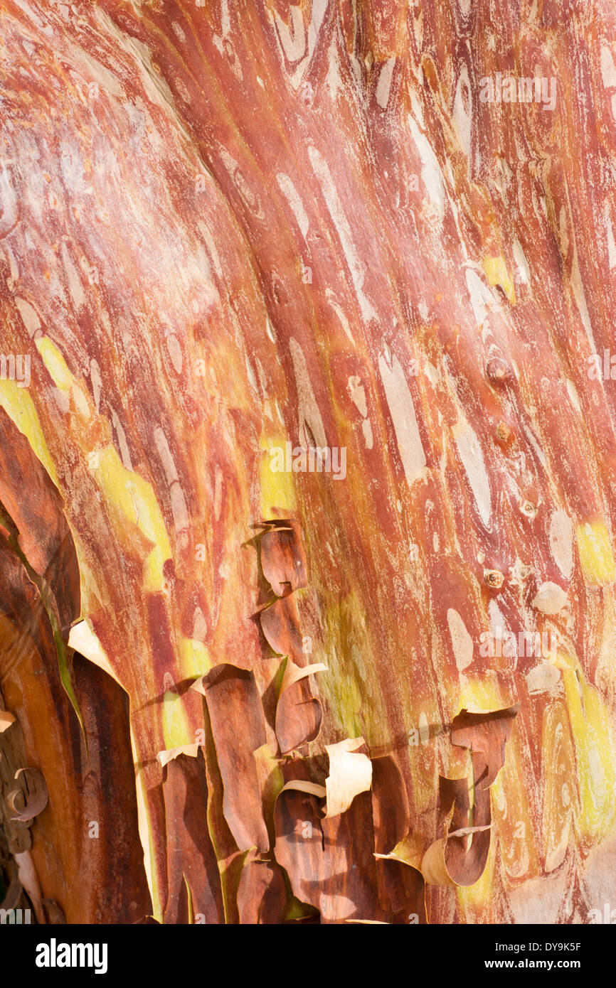 Marbled and peeling bark of Luma apiculata (Myrtus luma Stock Photo - Alamy