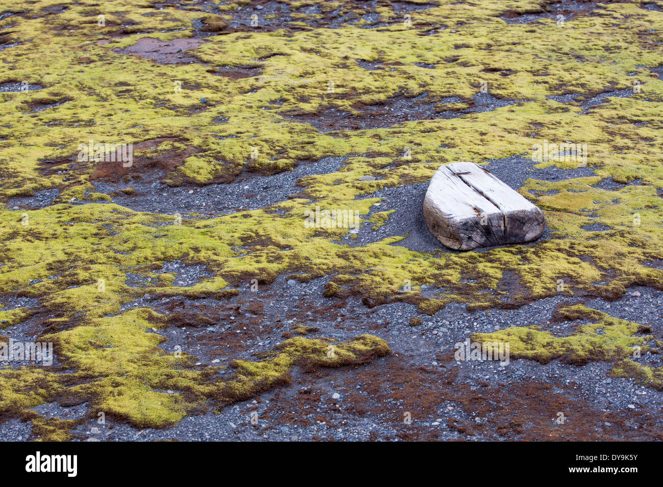 Antarctic Moss High Resolution Stock Photography and Images - Alamy