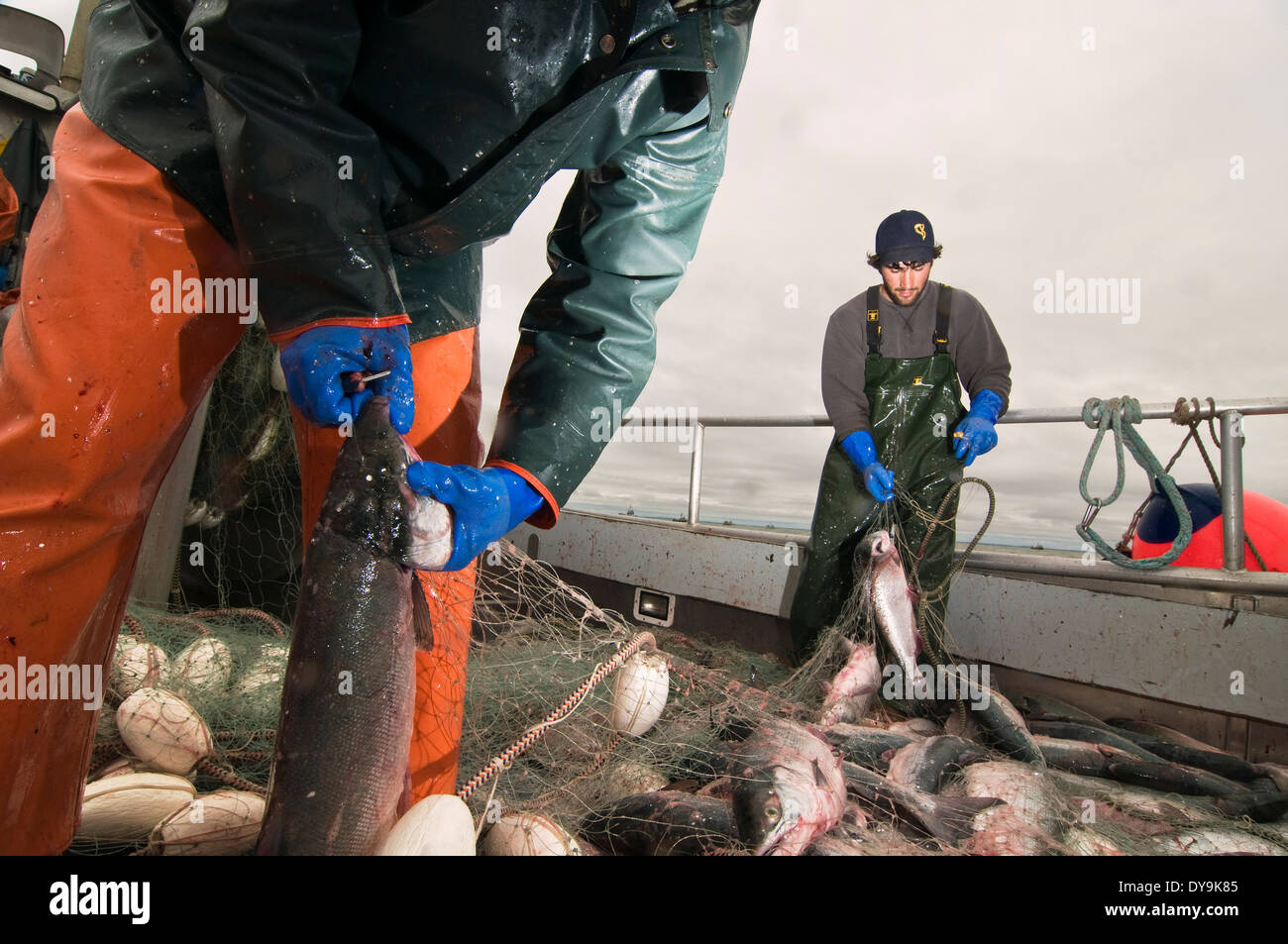 Commercial Fishermen Pick Fish From A Stern Net, Bristol Bay, Alaska/N ...