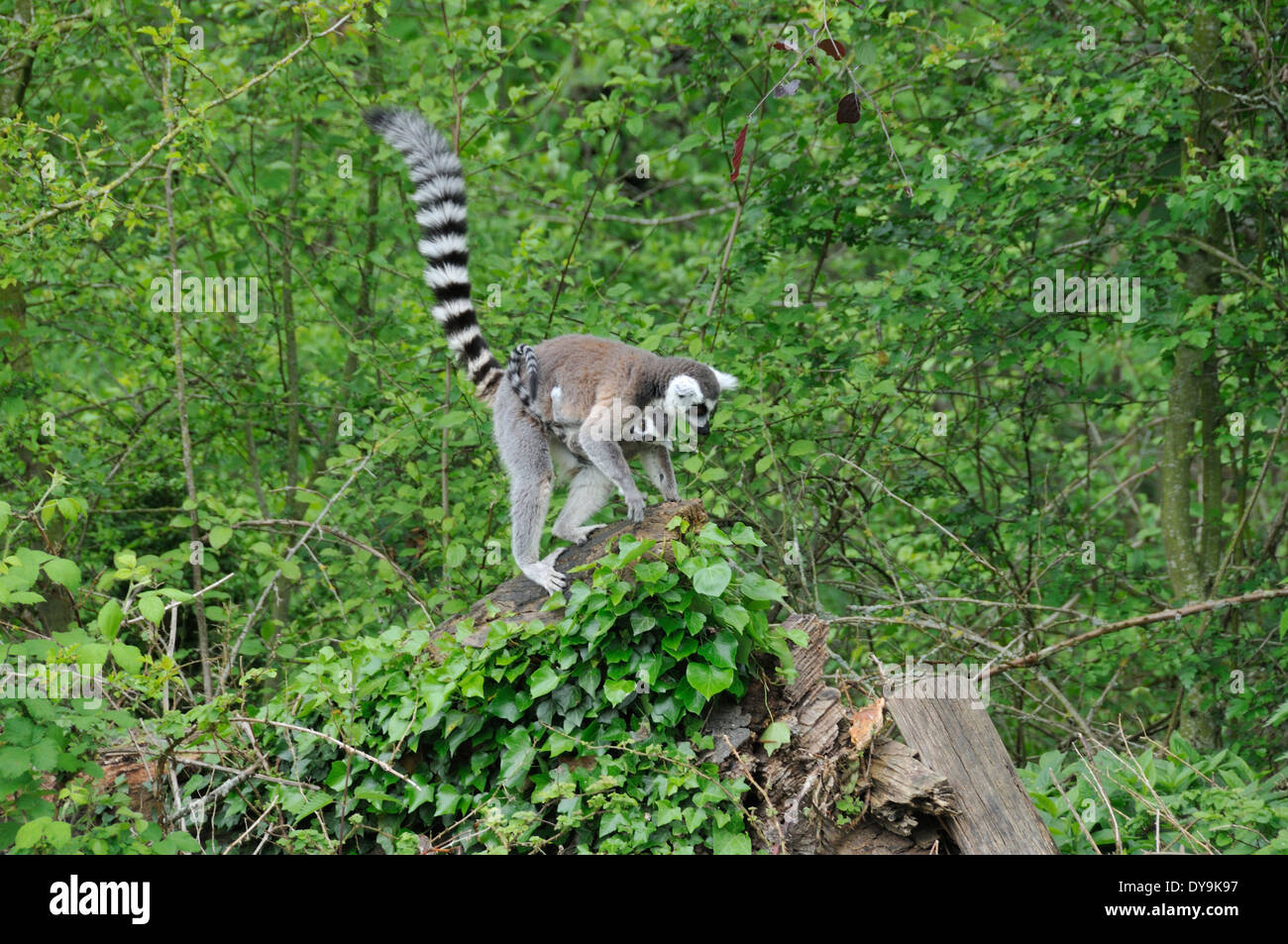 A lemur carrying its baby Stock Photo - Alamy
