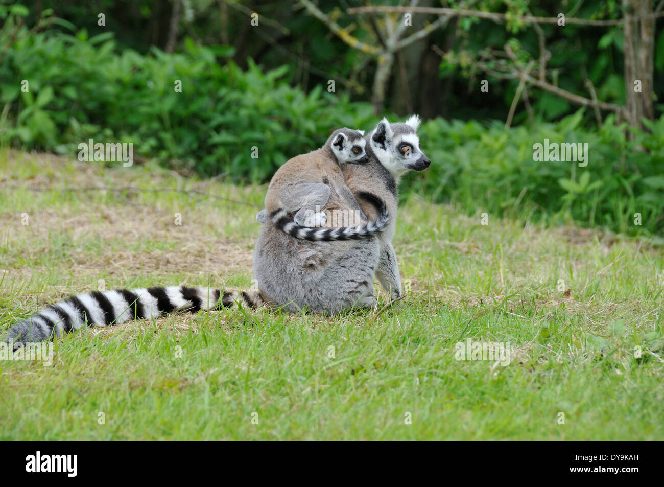 A lemur carrying its baby Stock Photo - Alamy