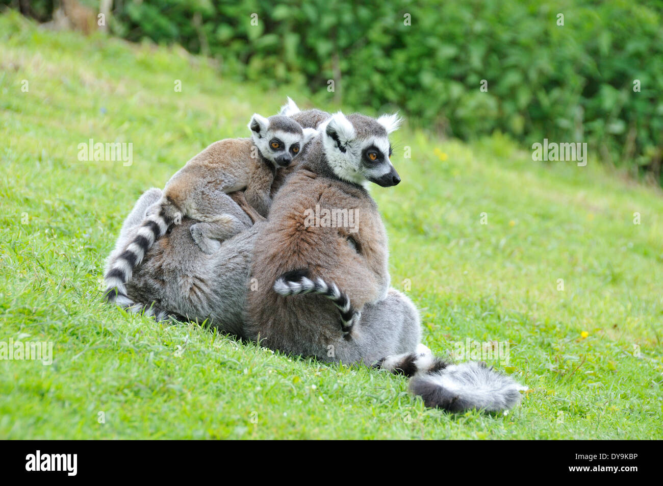 Strepsirrhini family hi-res stock photography and images - Alamy