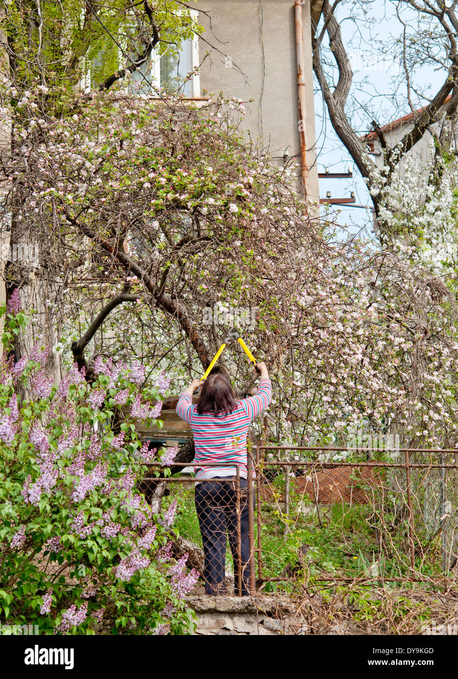 gardening work in spring time Stock Photo - Alamy