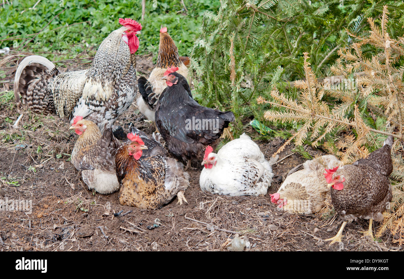 Country hens hi-res stock photography and images - Alamy