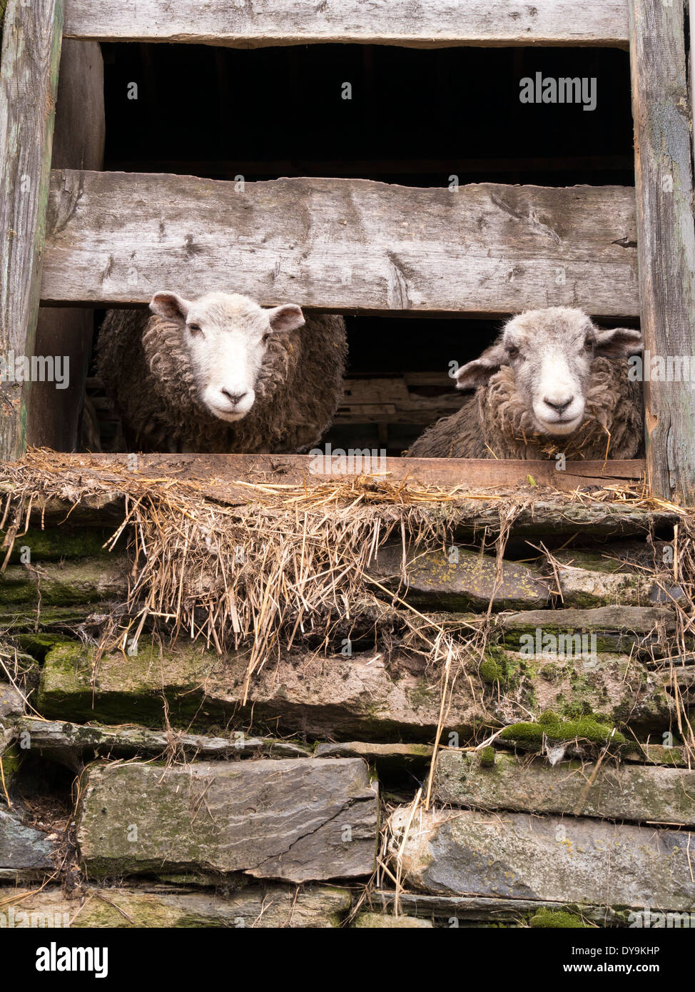Two Herdwick sheep looking down from a Lakeland barn window, Little ...